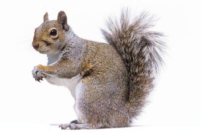 'Grey Squirrel Side View' Photographic Print - | AllPosters.com