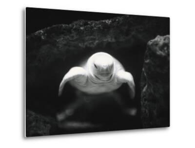Turtle Without Shell Photographic Print by Henry Horenstein at ...