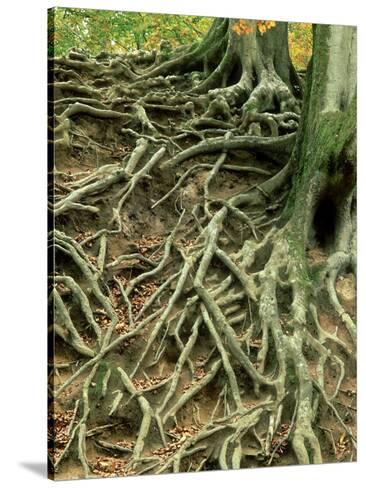 Common Beech, Showing Root System Above Ground, UK Photographic Print ...