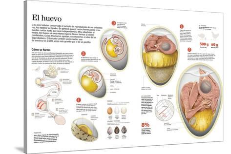 Aves, Huevo, Vertebrados