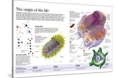 'Infographic of the First Forms of Life on Earth, 4.500 Million Years ...