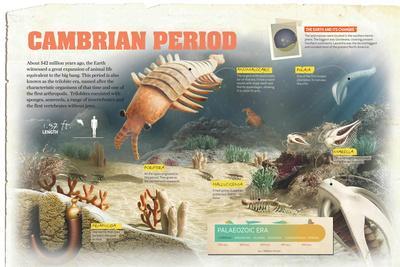 Infographic on the Cambrian Period of the Palaeozoic Era Poster at ...