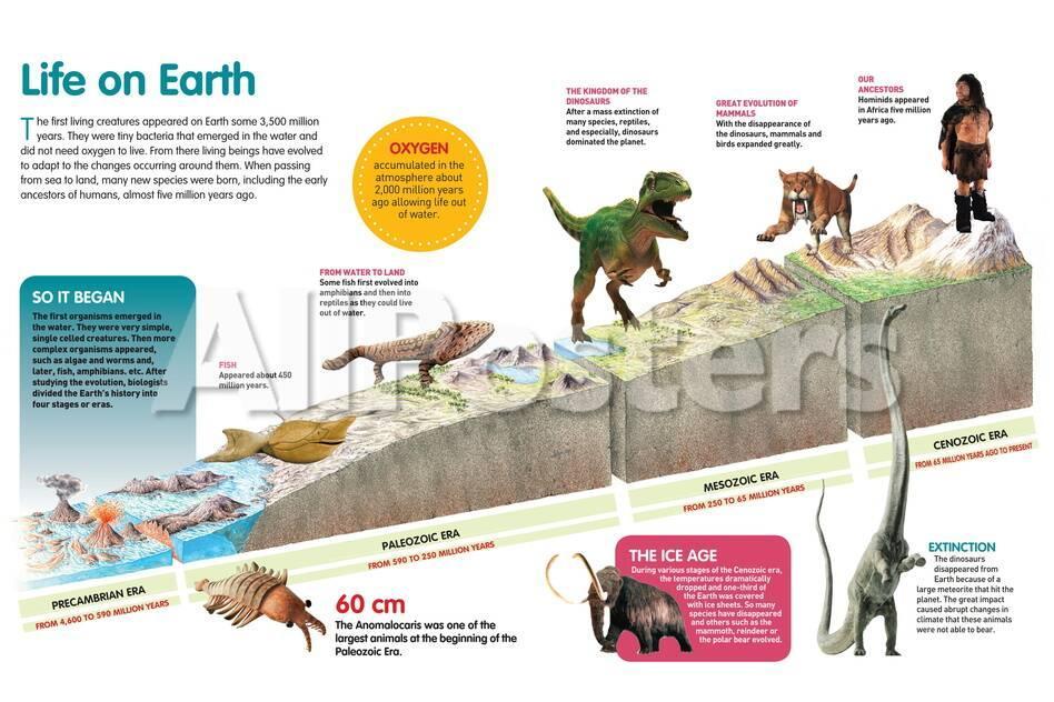 Evolution Of Life On Earth Pictures - The Earth Images Revimage.Org