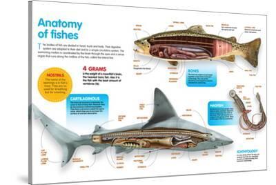 'Infographic That Presents the Anatomy of Bony Fish, Cartilaginous Fish ...