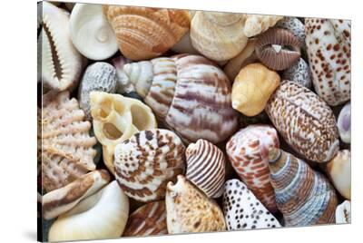 'Close-Up of Collection of Sea Shells, Washington, USA' Photographic ...