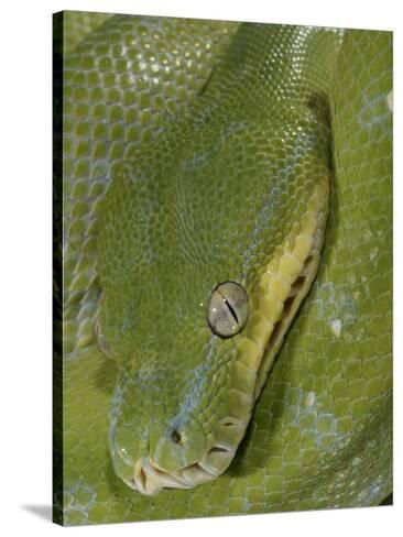 Green Tree Python, , Chondropython Viridis, Adult Specimen, Australia ...