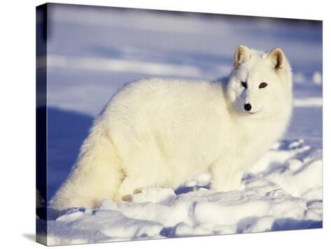 Arctic Fox Winter Coat