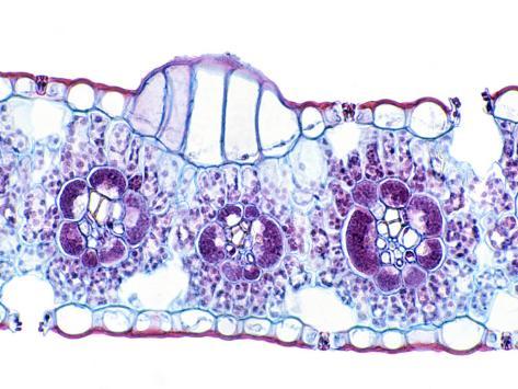 Corn, Zea Mays, Monocot Leaf Showing Bulliform Cells, Vascular Bundles ...
