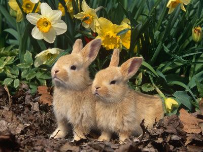 'Two Young Palamino Domestic Rabbits, USA' Photographic Print - Lynn M ...
