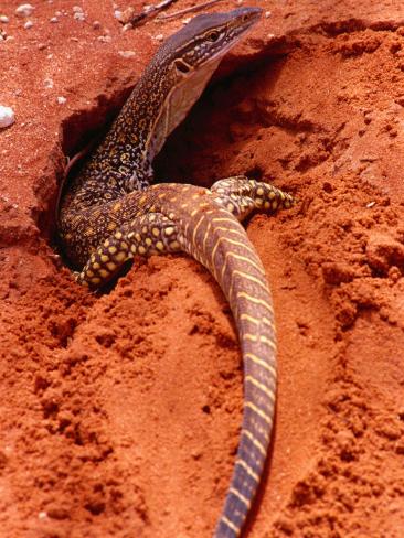 Sand Goanna (Veranus Gouldii), Sturt National Park, New South Wales ...