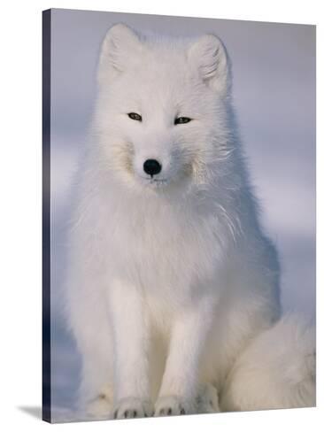 Arctic Fox Winter Coat