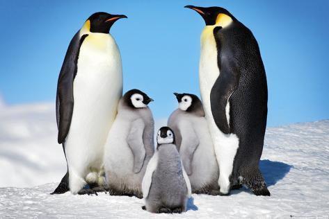 Penguins-Family Prints at AllPosters.com