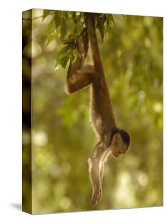 'White-Fronted Capuchin Monkey Hanging From a Tree, Puerto Misahualli ...
