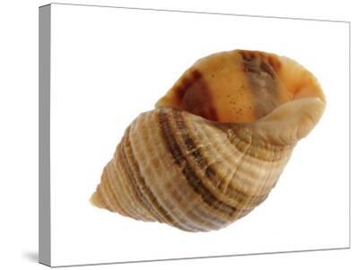 'Dog Whelk Atlantic Dogwinkle Shell, Normandy, France' Photographic ...