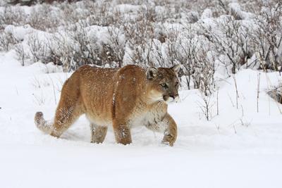 'Puma in Snow' Photographic Print - | AllPosters.com