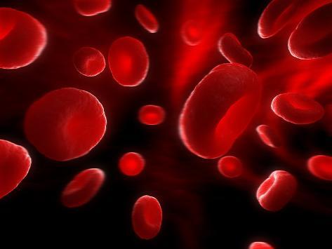 Red Blood Cells, Artwork Photographic Print by SCIEPRO at AllPosters.com