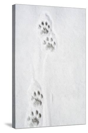 'Snow Leopard Tracks' Photographic Print | AllPosters.com