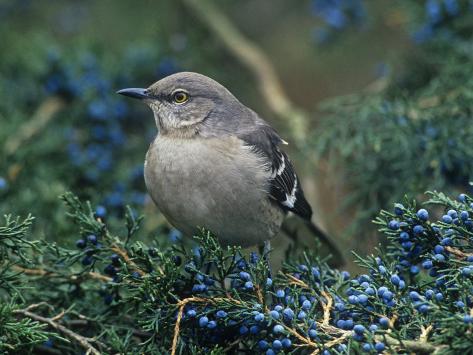 Northern Mockingbird in Red Cedar (Mimus Polyglottos), North America ...