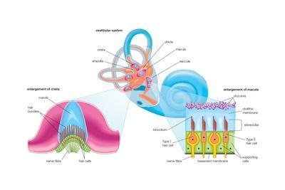 Labyrinth Vestibular System
