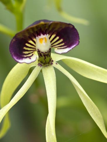 Black Orchid, Belize Lámina fotográfica por William Sutton en AllPosters.es