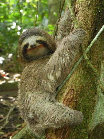 Sloths, Posters and Prints at Art.com