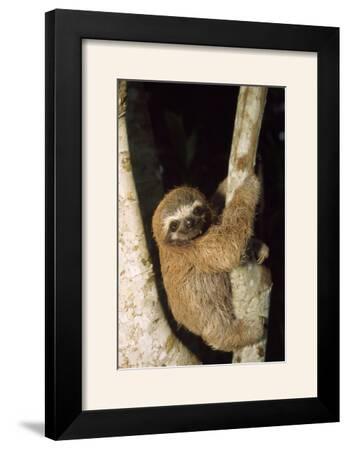 Sloths, Posters and Prints at Art.com