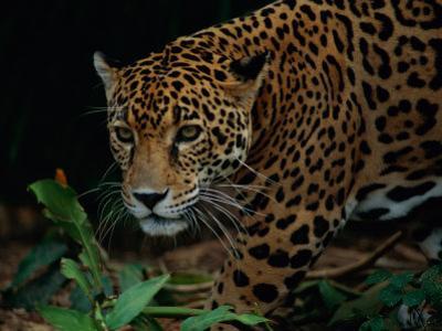Leopards, Posters and Prints at Art.com