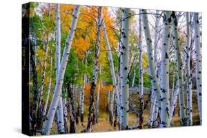 Aspen canvas, Posters and Prints at Art.com