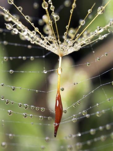 'Close-up of Water Droplets on Dandelion Seed Caught in Spider Web, San ...