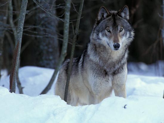 'Grey Wolf, Canada' Photographic Print - Art Wolfe | AllPosters.com