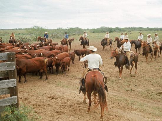 'Cowboys on the King Ranch Move Santa Gertrudis Cattle from the Roundup ...