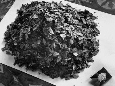 'Dried Coca Leaves, from Which Cocaine is Derived' Photographic Print ...