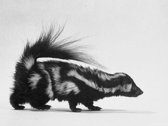 'Side View of Skunk' Photographic Print - Loomis Dean | AllPosters.com