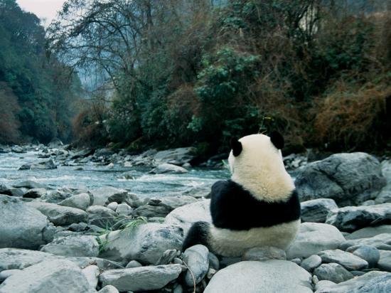 'Giant Panda Eating Bamboo by the River, Wolong Panda Reserve, Sichuan ...
