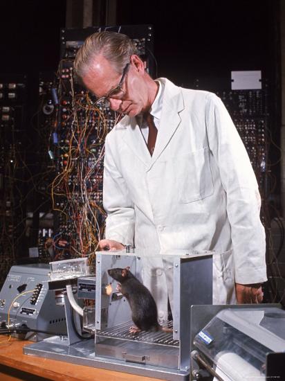 'B. Frederic Skinner at Harvard Training Rat in "Skinner Box" to Press ...