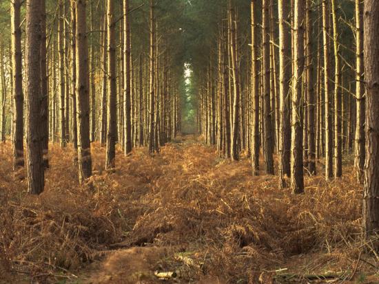 'Pine Trees in Rows in Morning Light, Norfolk Wood, Norfolk, England ...