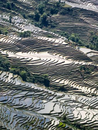 'Flooded Bada Rice Terraces, Yuanyang County, Yunnan Province, China ...