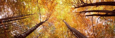 View of Trees, Bavaria, Germany Photographic Print at AllPosters.com