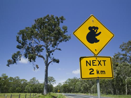 'Queensland, Fraser Coast, Maryborough, Koala Crossing Sign on the ...