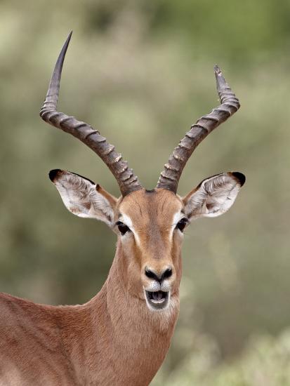 'Impala (Aepyceros Melampus) Buck Chewing its Cud, Kruger National Park ...
