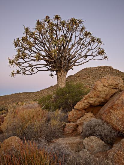Quiver Tree (Kokerboom) (Aloe Dichotoma) at Dusk, Namakwa, Namaqualand ...