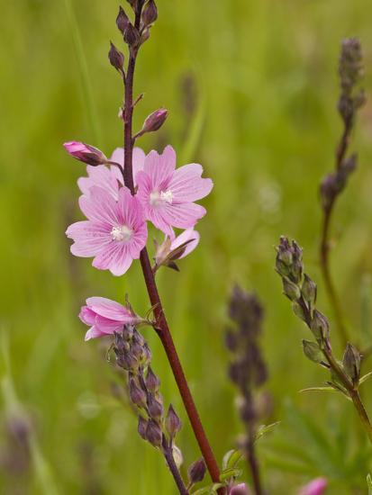 'Rose Checker Mallow (Sidalcea Virgata), William L. Finley National ...