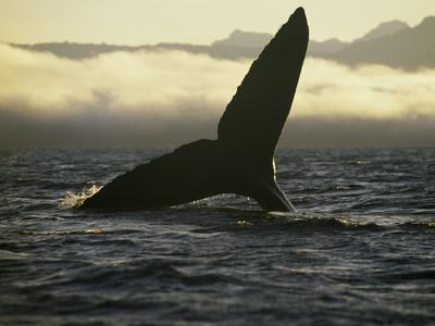'Whales Tale' Photographic Print - Art Wolfe | AllPosters.com