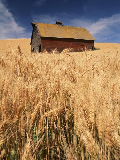 'View of Barn Surrounded with Wheat Field, Palouse, Washington State ...