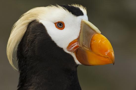 Tufted Puffin Bird, Oregon Coast Aquarium, Newport, Oregon, USA ...