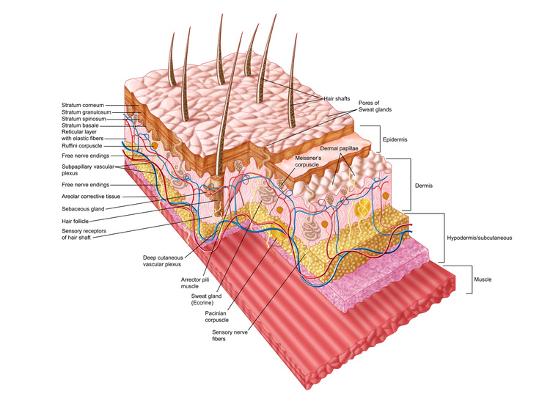 'Anatomy of the Human Skin' Photographic Print - Stocktrek Images ...