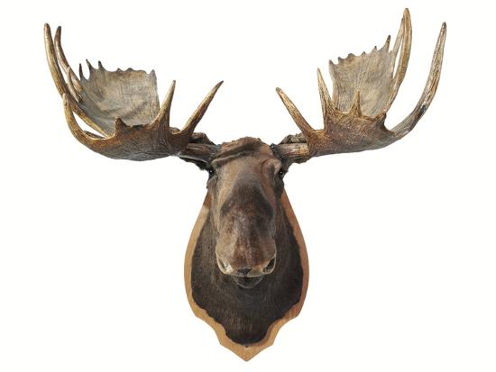 'Canadian Taxidermy Moose Head Hunting Trophy, Mounted on an Oak Shield ...