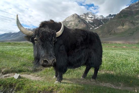 'Yak (Dzo=Yak/Cattle Cross) in Himalayan Snowcapped Mountain Landscape ...