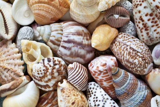 'Close-Up of Collection of Sea Shells, Washington, USA' Photographic ...