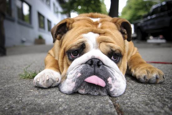 'Very Tired English Bulldog' Photographic Print - Matt Freedman ...